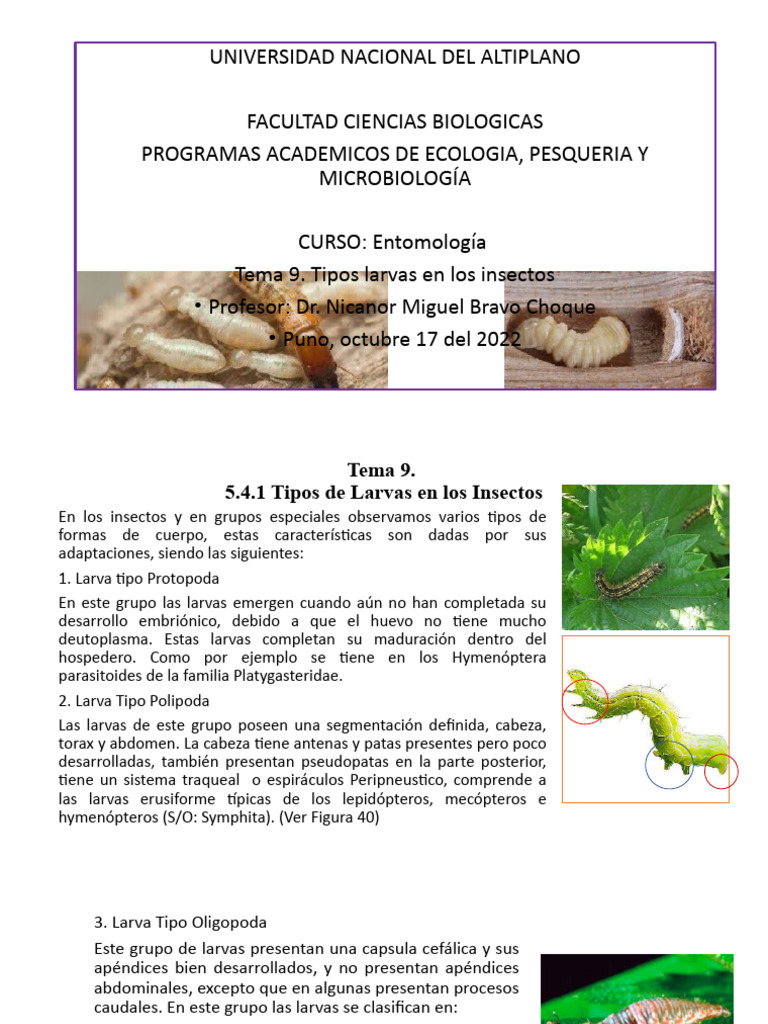 PPT. Sesión 9. Tipos de Larvas en Insectos | PDF | Crisálida | Insectos
