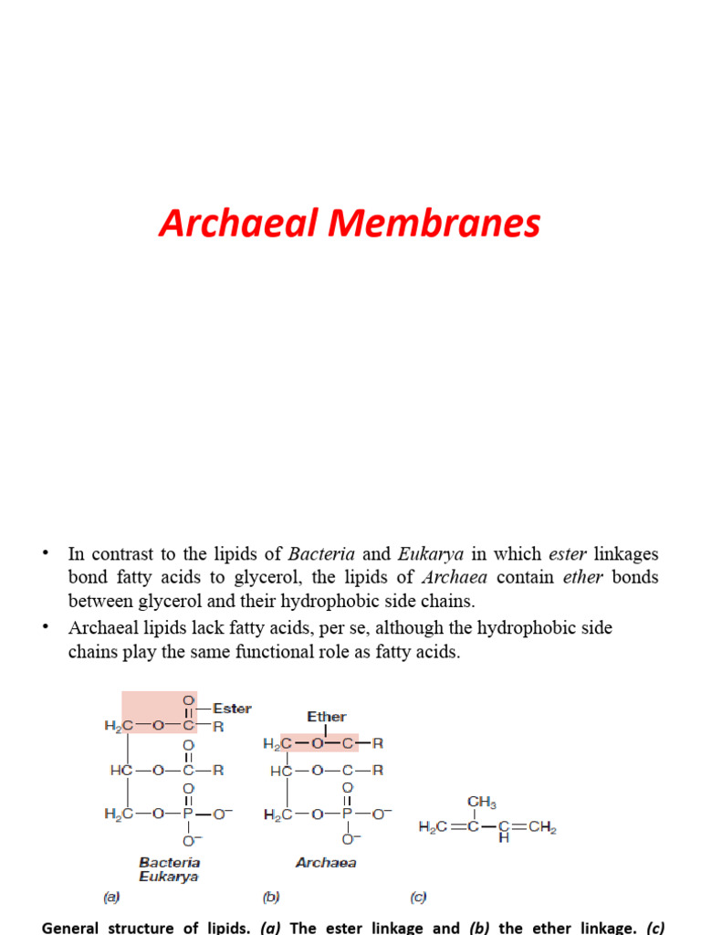 Archaeal Membranes AND CELL WALL | PDF | Archaea | Cell Wall
