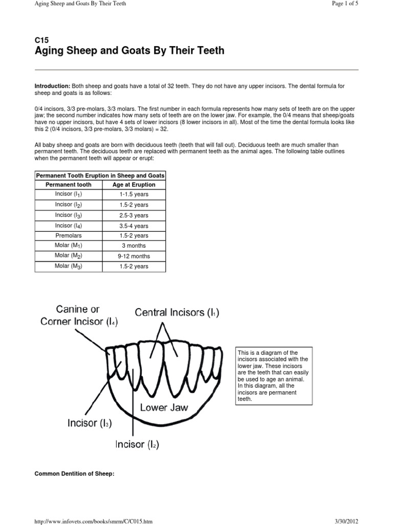 Aging Sheep and Goats | PDF | Tooth | Human Anatomy