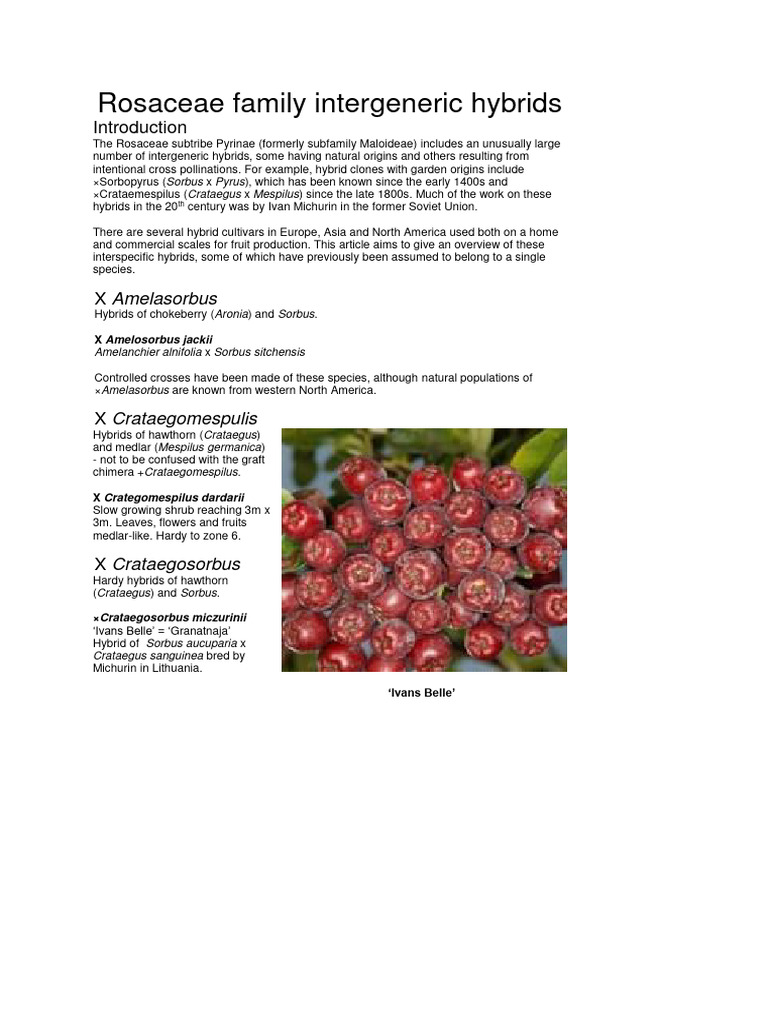 AGN - Sample - Rosaceae Family Intergeneric Hybrids | PDF