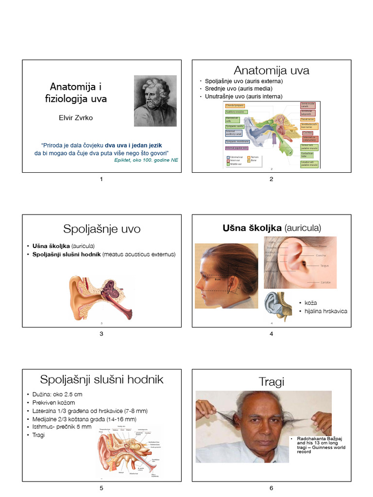 Anatomija I Fizologija uha-ST | PDF
