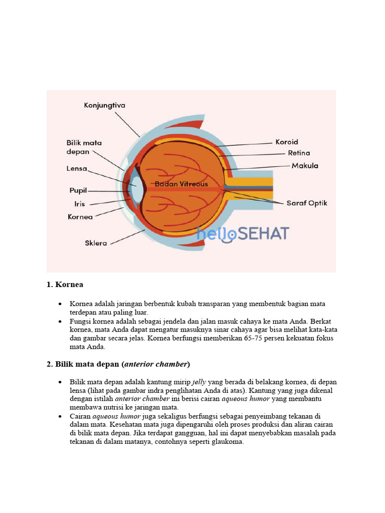 Anatomi dan Penyakit Mata Manusia | PDF