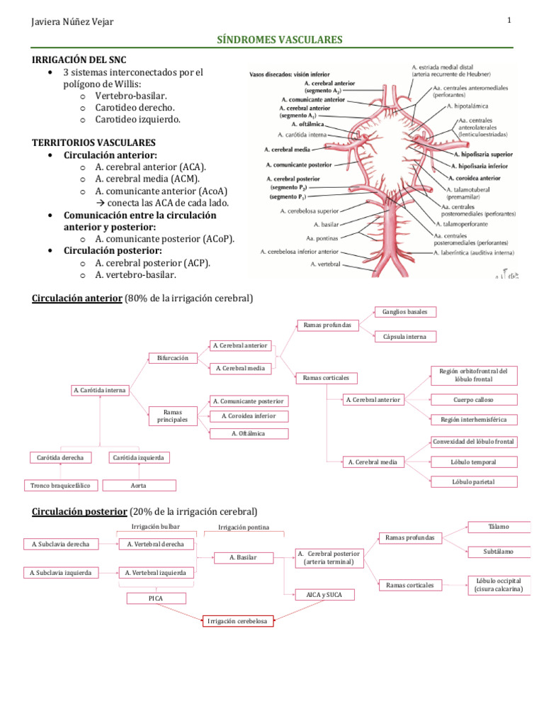 Síndromes vasculares | PDF | Afasia | Cerebro