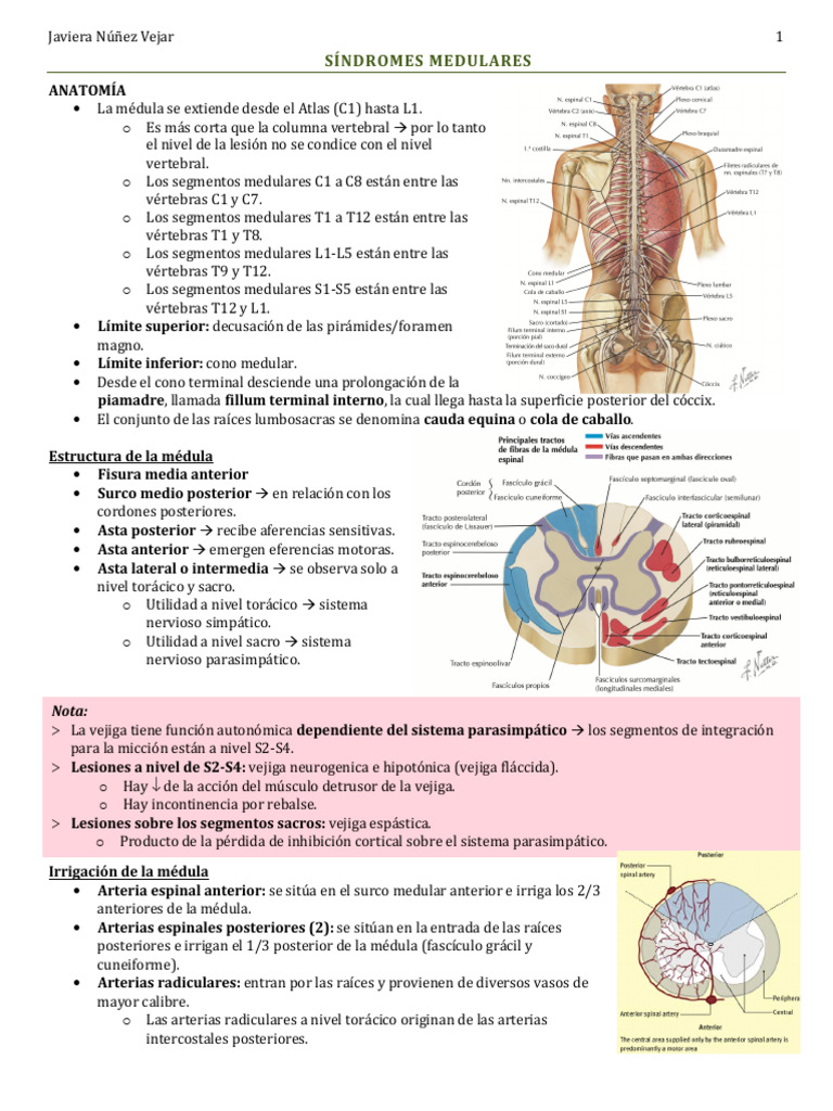 Síndromes Medulares | PDF