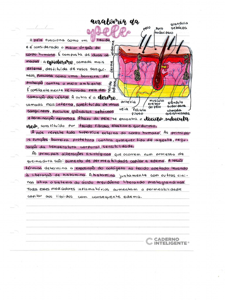 Anatomia Da Pele Pdf