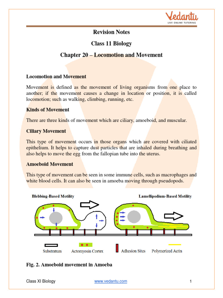Locomotion and Movement Class 11 Notes CBSE Biology Chapter 20 (PDF ...