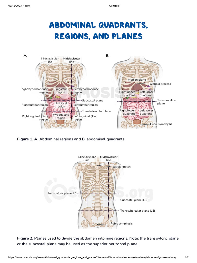 Abdominal quadrants, regions and planes_ Video _ Osmosis | PDF