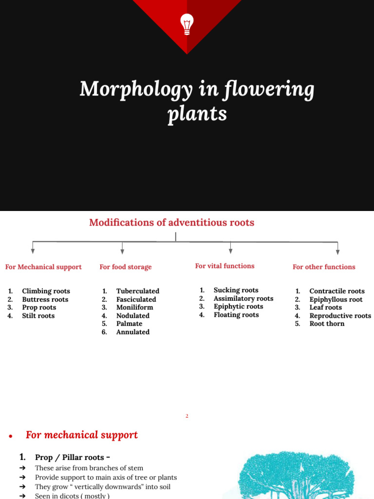 Morphology in Flowering Plants | Download Free PDF | Leaf | Fruit