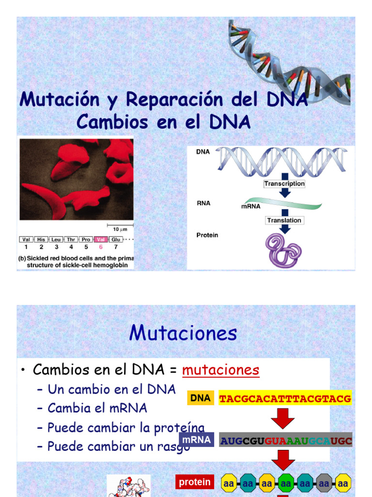 Mutaciones ADN | PDF | Adn | Mutación
