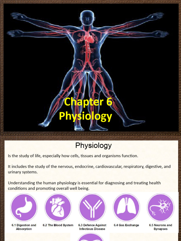 Physiology Ch.6 1 | PDF