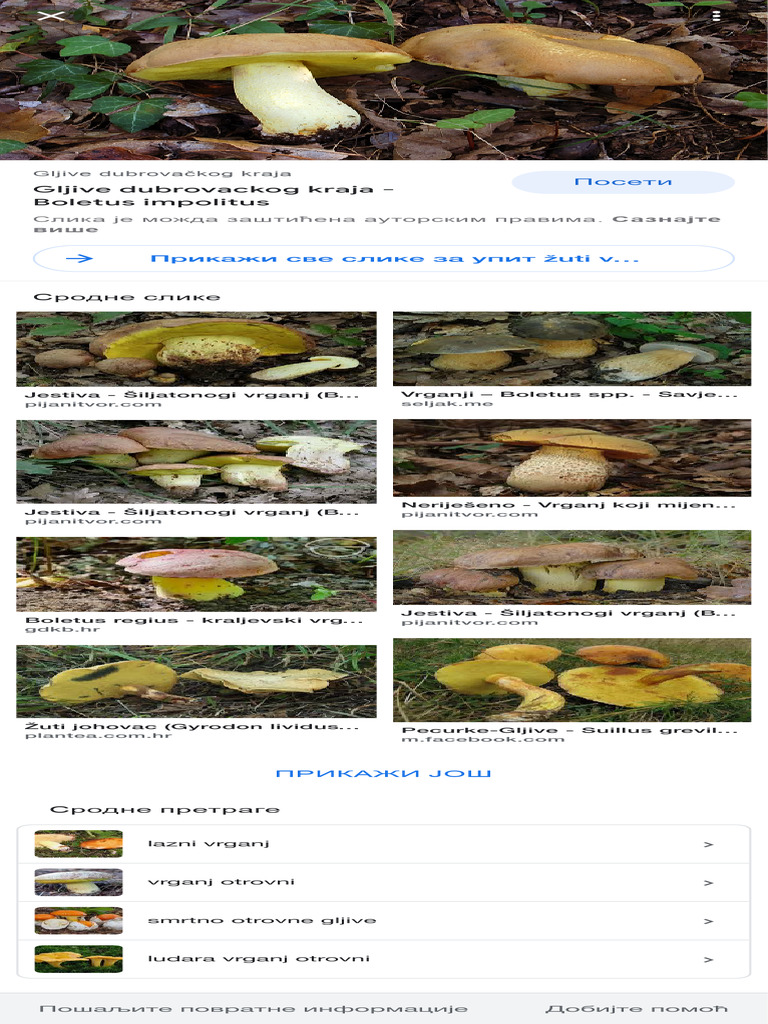 Žuti Vrganj - Google Pretraga | PDF