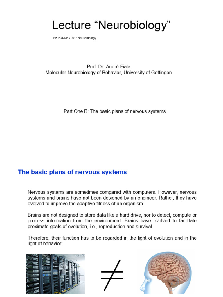 Neurobiology 1 - B - Basic Plans of Nervous Systems | PDF
