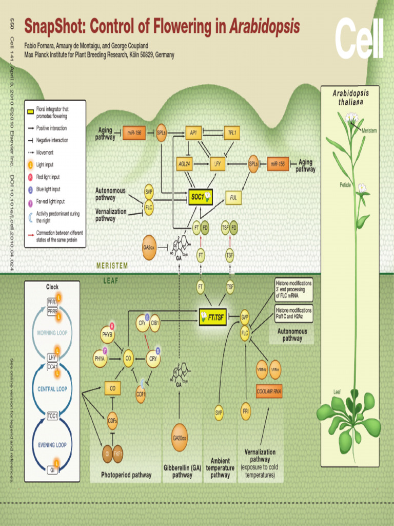 Flowering Pathway in Arabidopsis-Coupland | PDF | Botany | Molecular ...