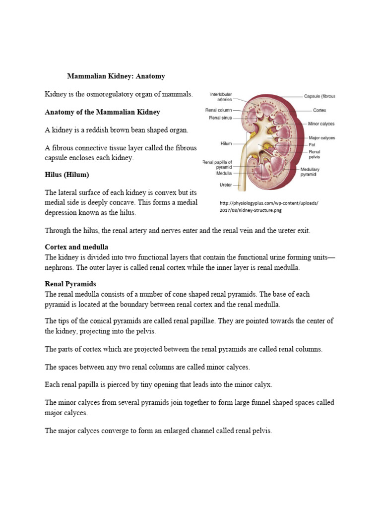 Physiology Handouts (Topics 89-103) | PDF | Kidney | Animal Anatomy