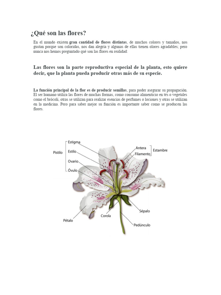 Qué Son Las Flores | PDF