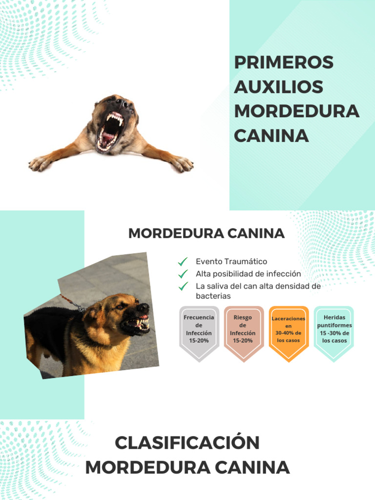 Primeros Auxilios para Mordedura Canina | PDF
