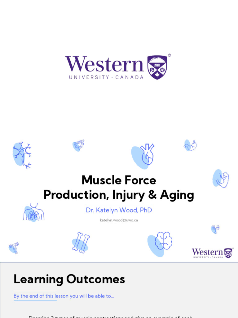 Kin2222 - Muscle Force Production + Injury | PDF | Skeletal Muscle ...