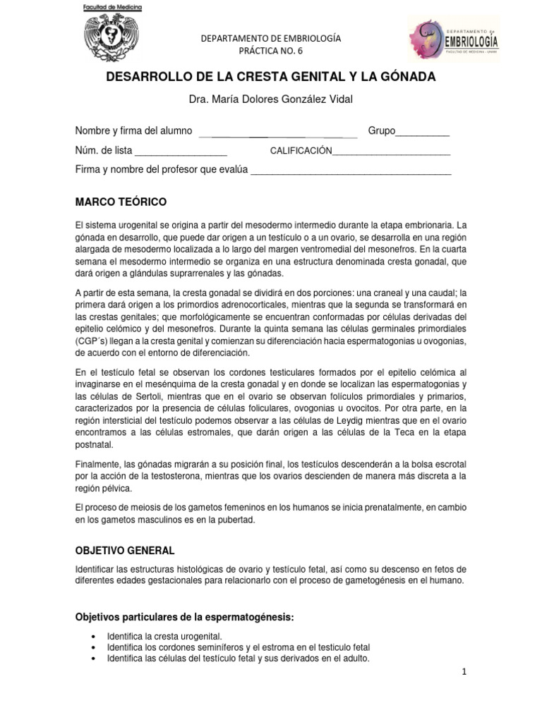 PRáctica No 6 DESARROLLO DE CRESTA GENITAL Y GÓNADA 1 | PDF | Ovario ...