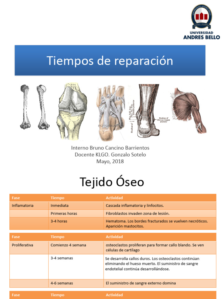 Tiempos de Reparación | PDF | Inflamación | Tendón