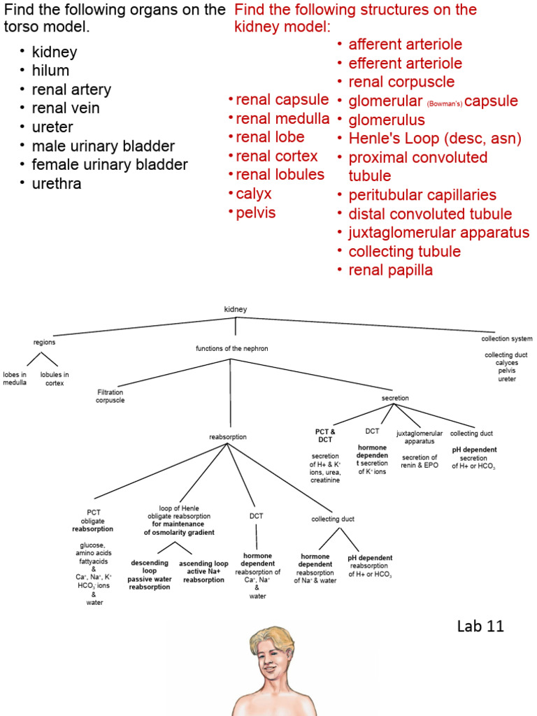 Urinary Lab Online | PDF | Kidney | Anatomy