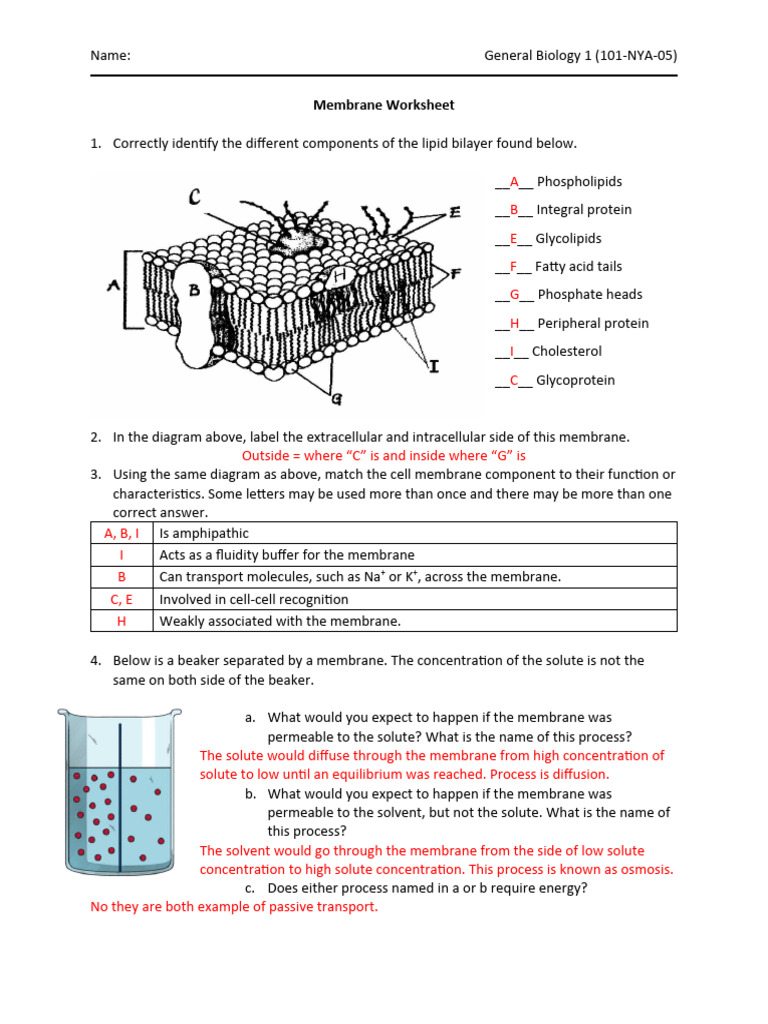 Membrane_Worksheet_answerkey | PDF | Lipid Bilayer | Applied And ...