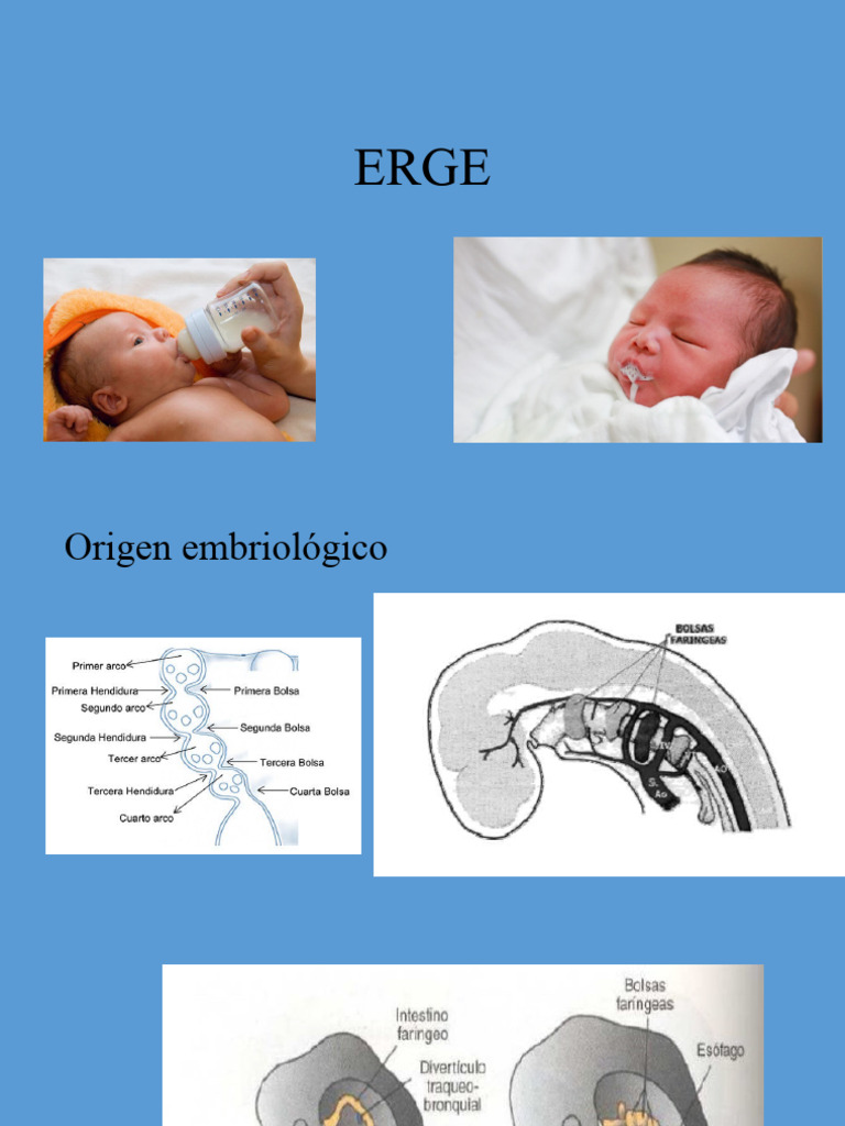 Erge 2.0 | PDF