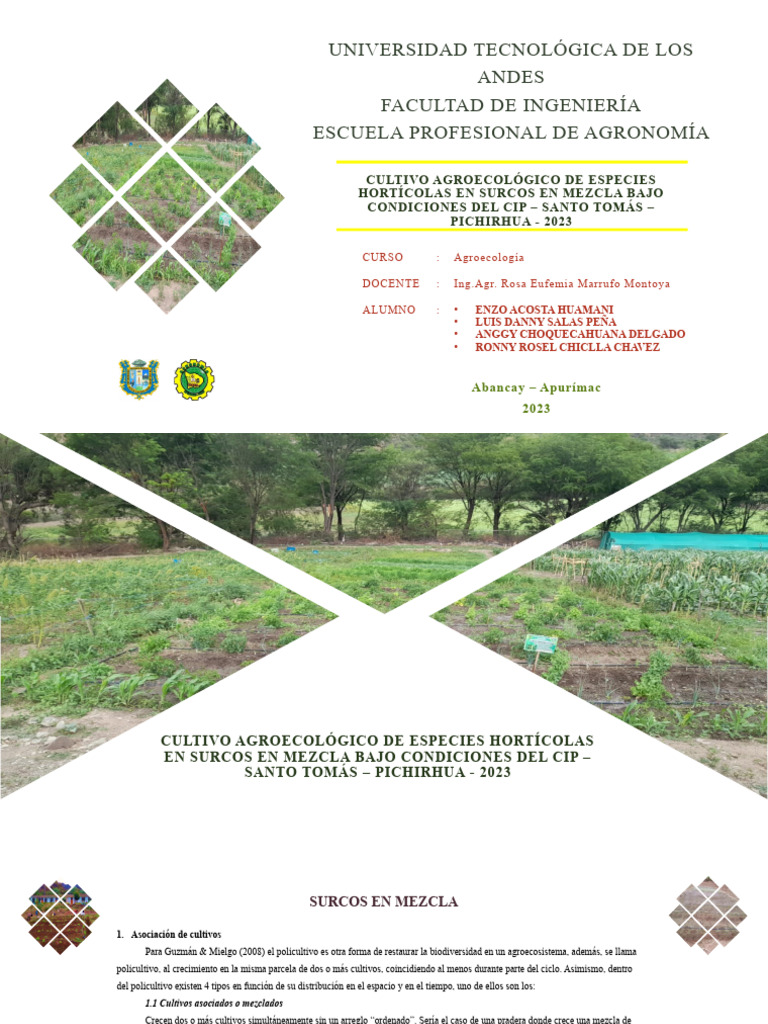 Surcos en Mezcla | PDF | Plantas | Agricultura