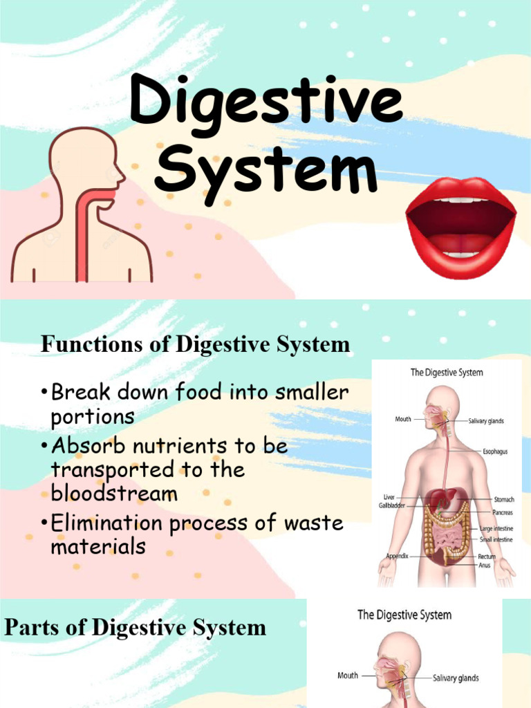 Digestive System | PDF | Digestion | Human Digestive System
