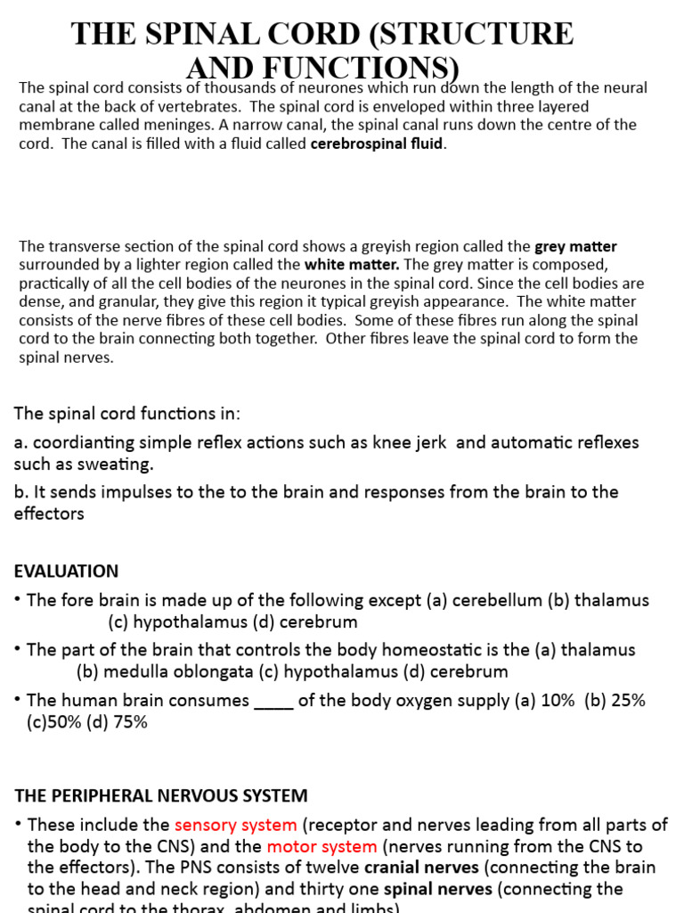 The Spinal Cord (Structure and Functions) | PDF | Nervous System | Axon