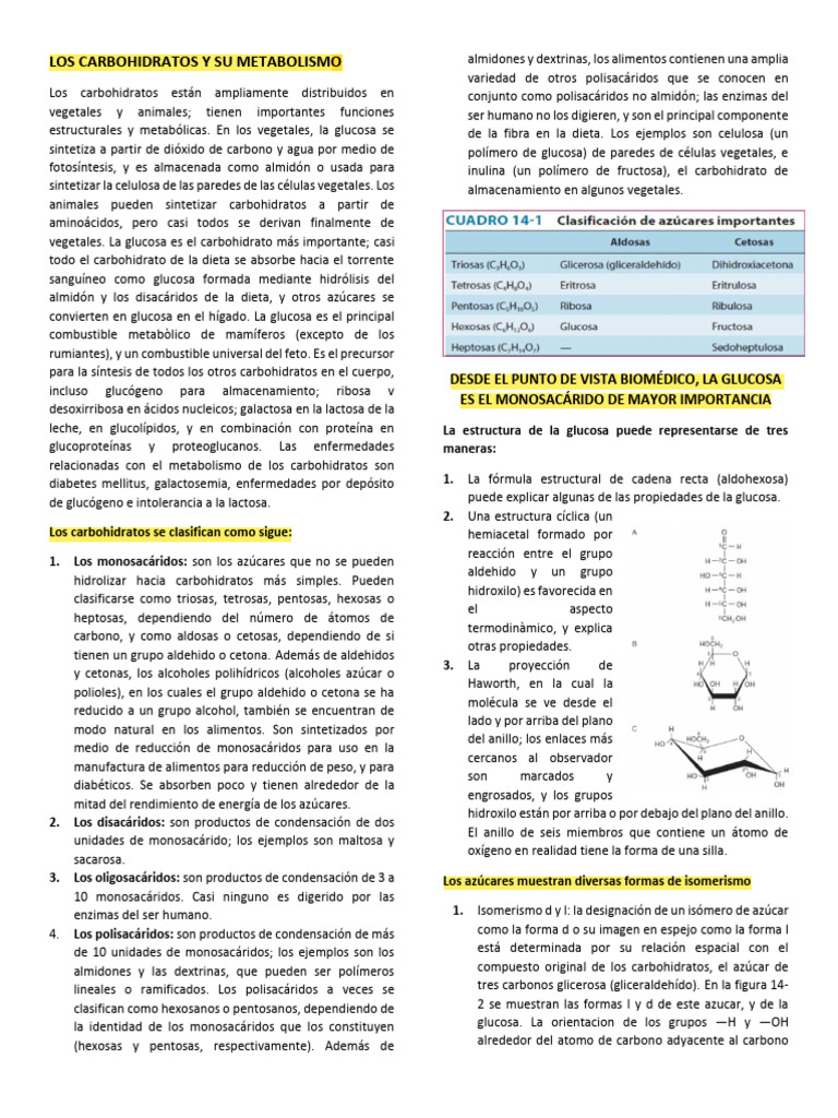 Metabolismo de Carbohidratos Esenciales | PDF | Carbohidratos | Glucógeno