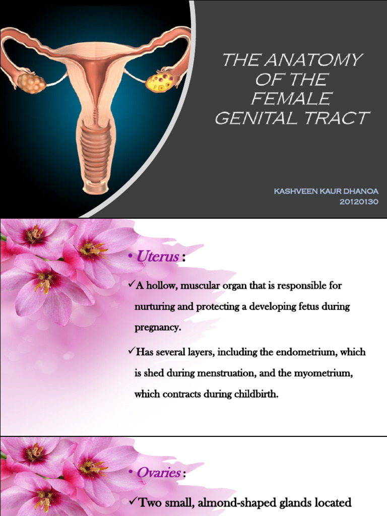 Anatomy of Female Urinary Tract | PDF | Vagina | Uterus