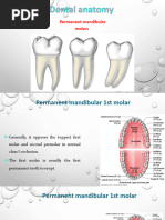 13 - Maxillary 2. Molar | PDF | Dental Anatomy | Tooth