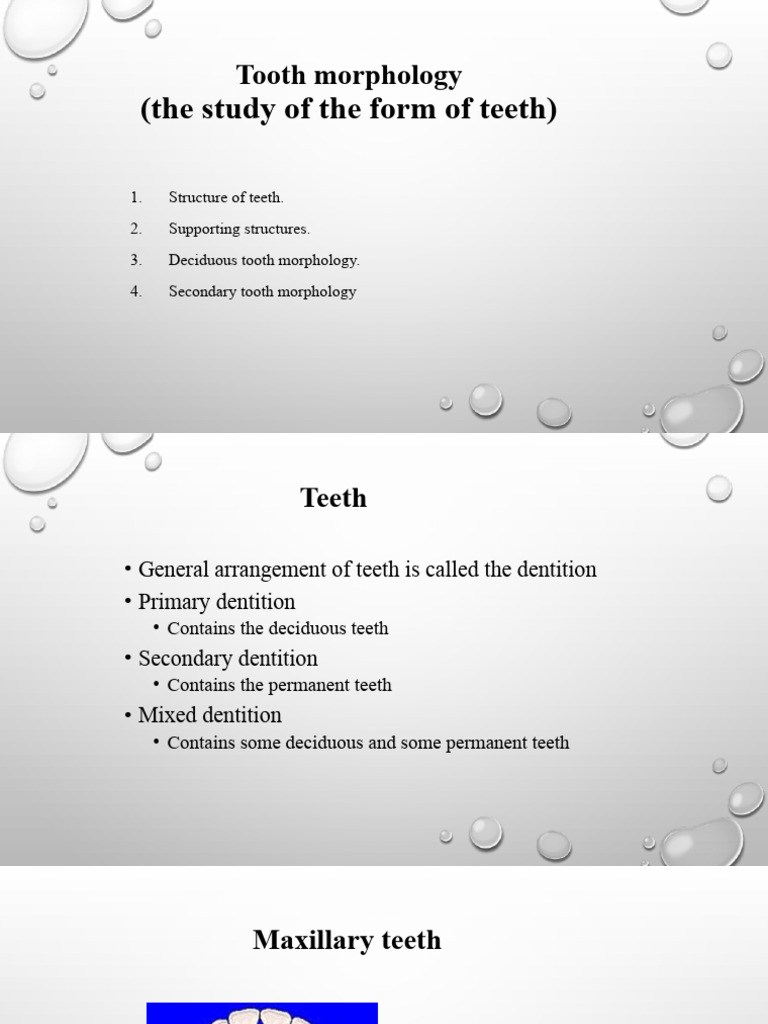 Tooth Morphology Pdf