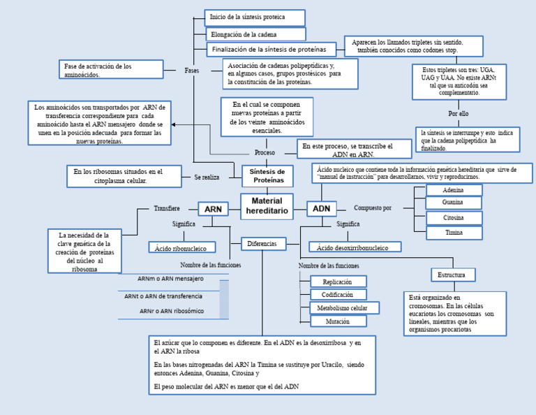 Mapa Conceptual Del ARN 2 | PDF | Rna | Adn