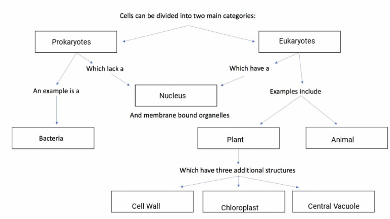 Kami Export - Types of Cells Concept Map - Jpeg | PDF