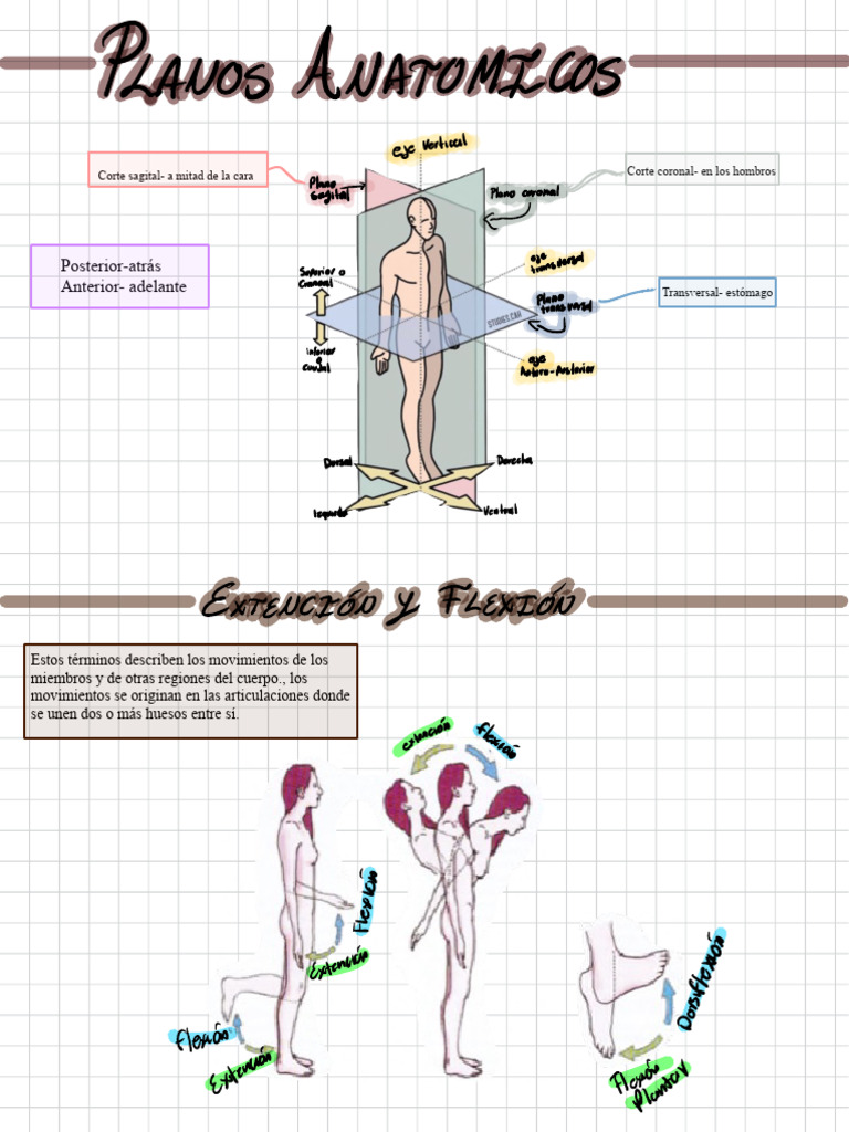 Morfo | PDF | Articulación | Cerebro