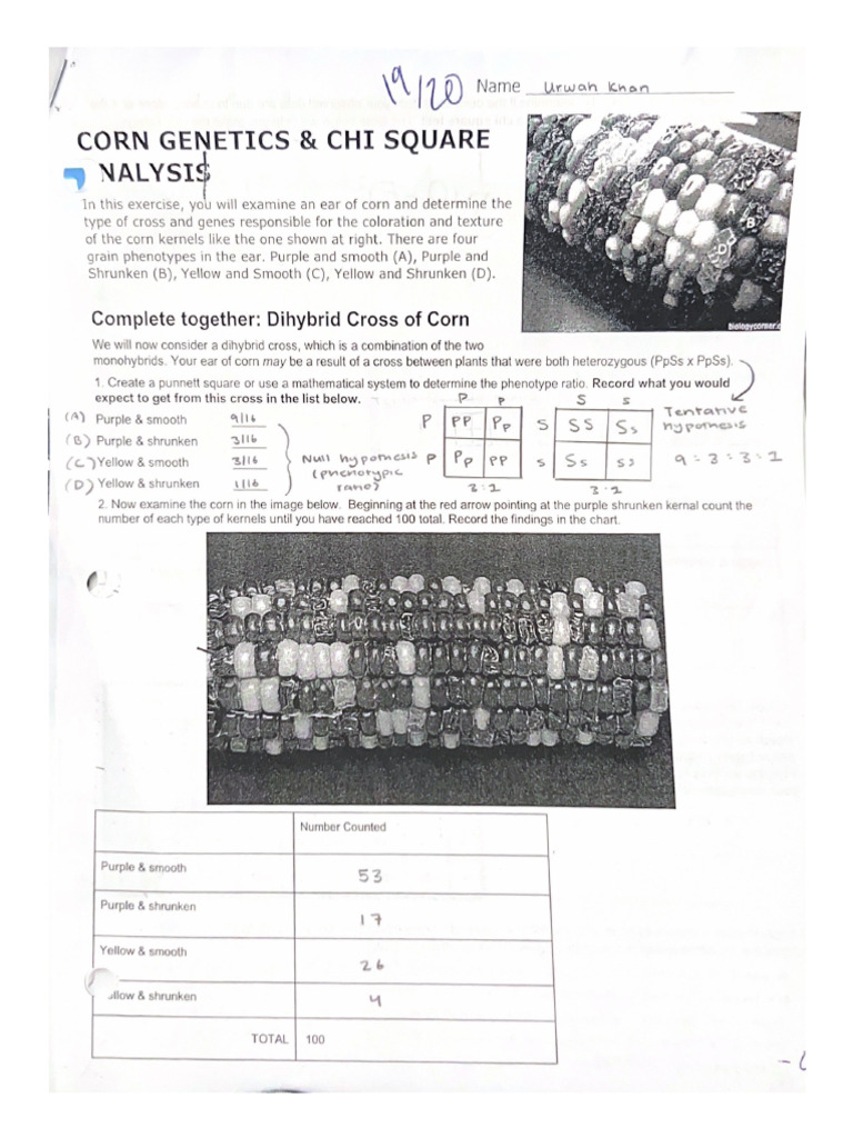 corn genetics chi square | PDF