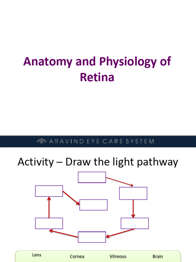 Anatomy and Physiology of the Retina | PDF