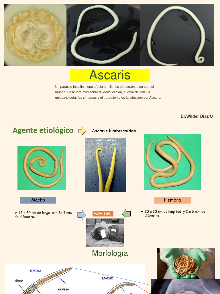 Ascaris | PDF | Heces | Tos