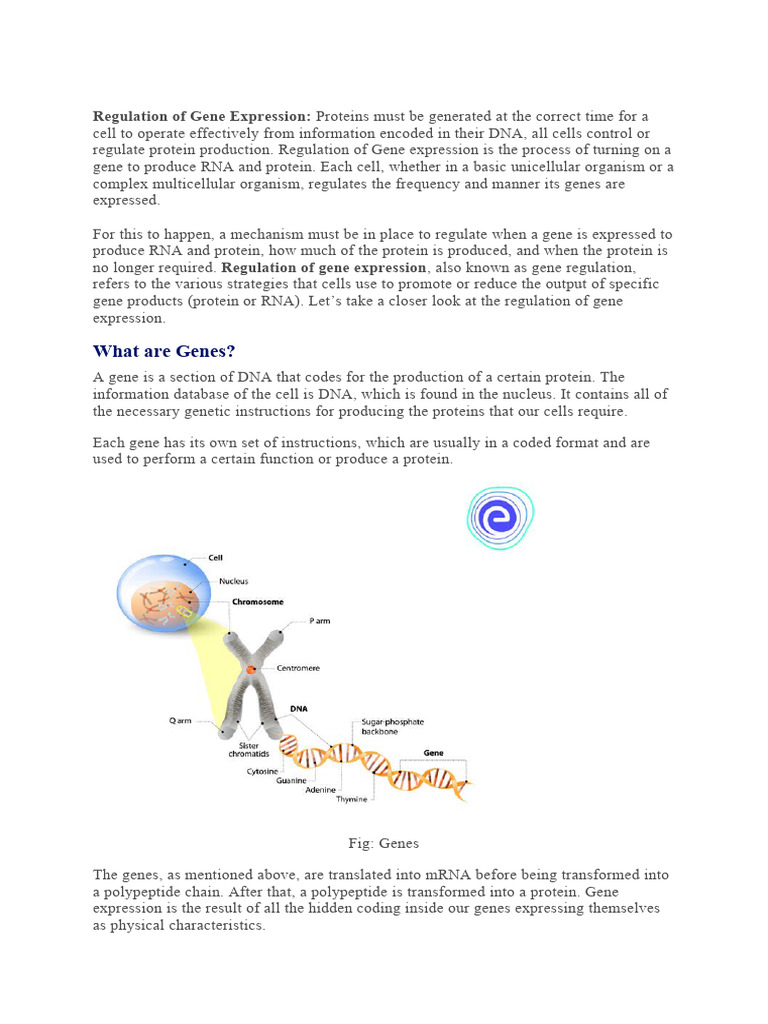 Gene Expression | PDF | Operon | Repressor