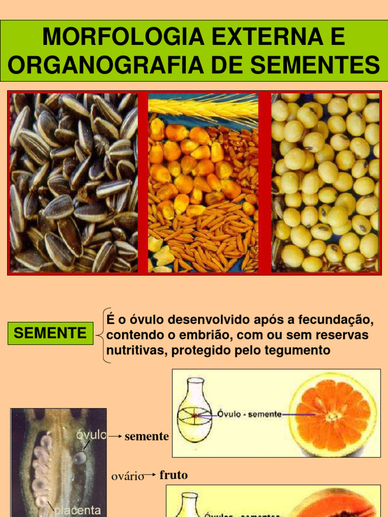Morfologia Externa e Organografia de Sem | PDF | Casa e Jardim ...