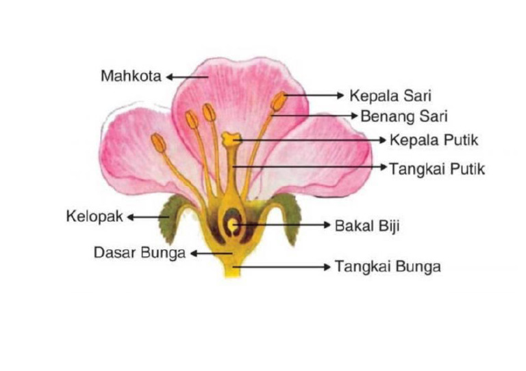 Bunga Raya | PDF