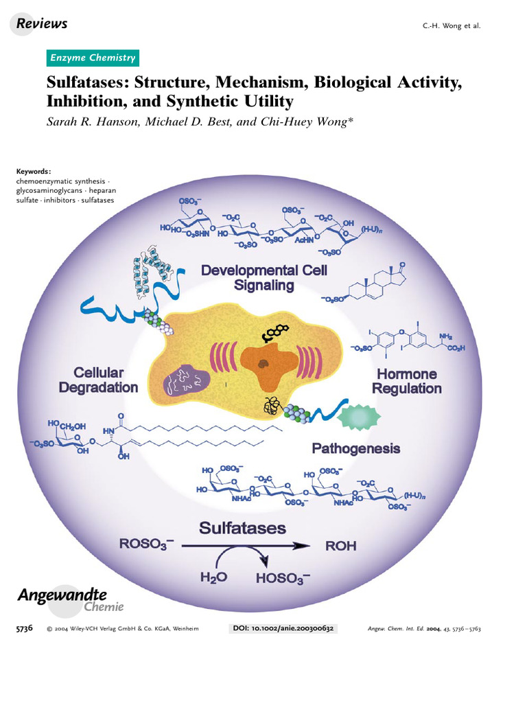 Angew Chem Int Ed - 2004 - Hanson - Sulfatases Structure Mechanism Biological Activity ...