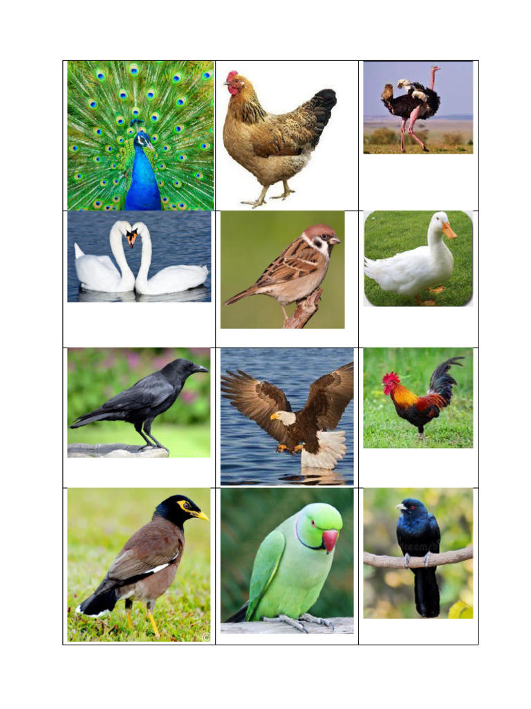 HW - Birds | PDF