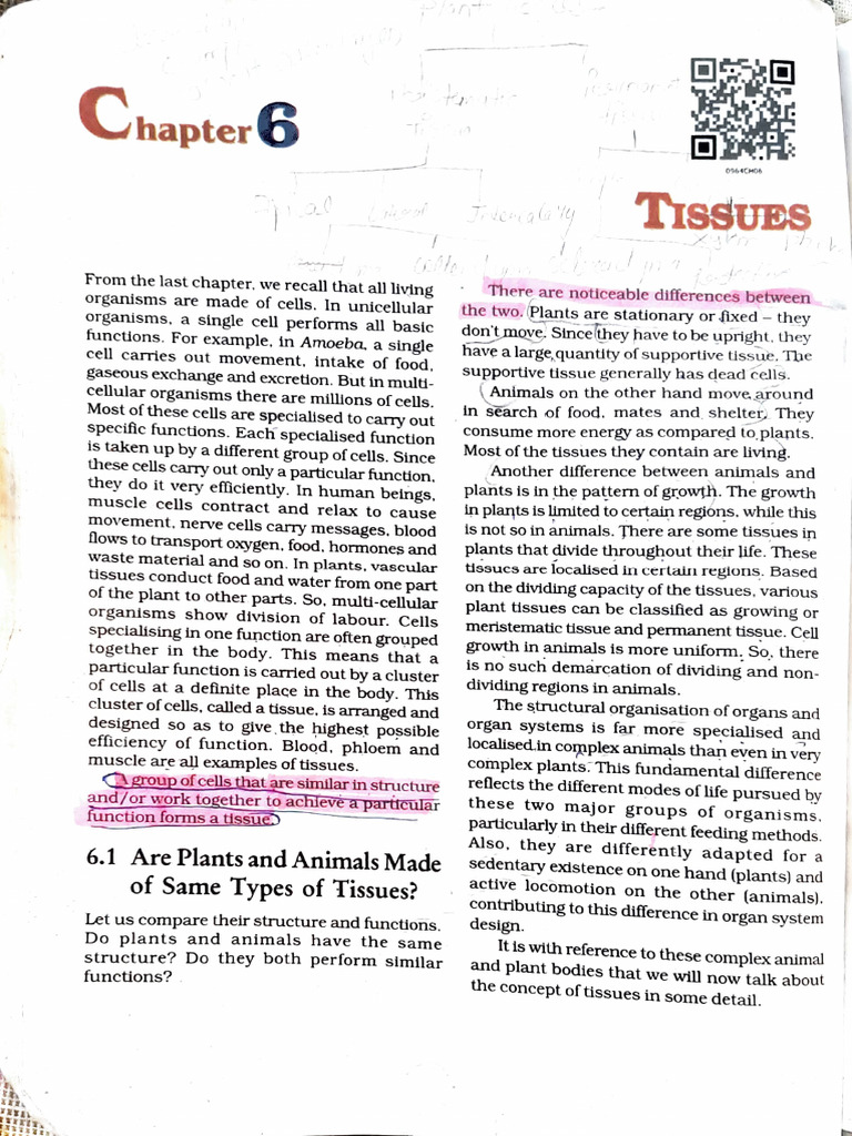 Class 9 Tissue | PDF | Epithelium | Tissue (Biology)