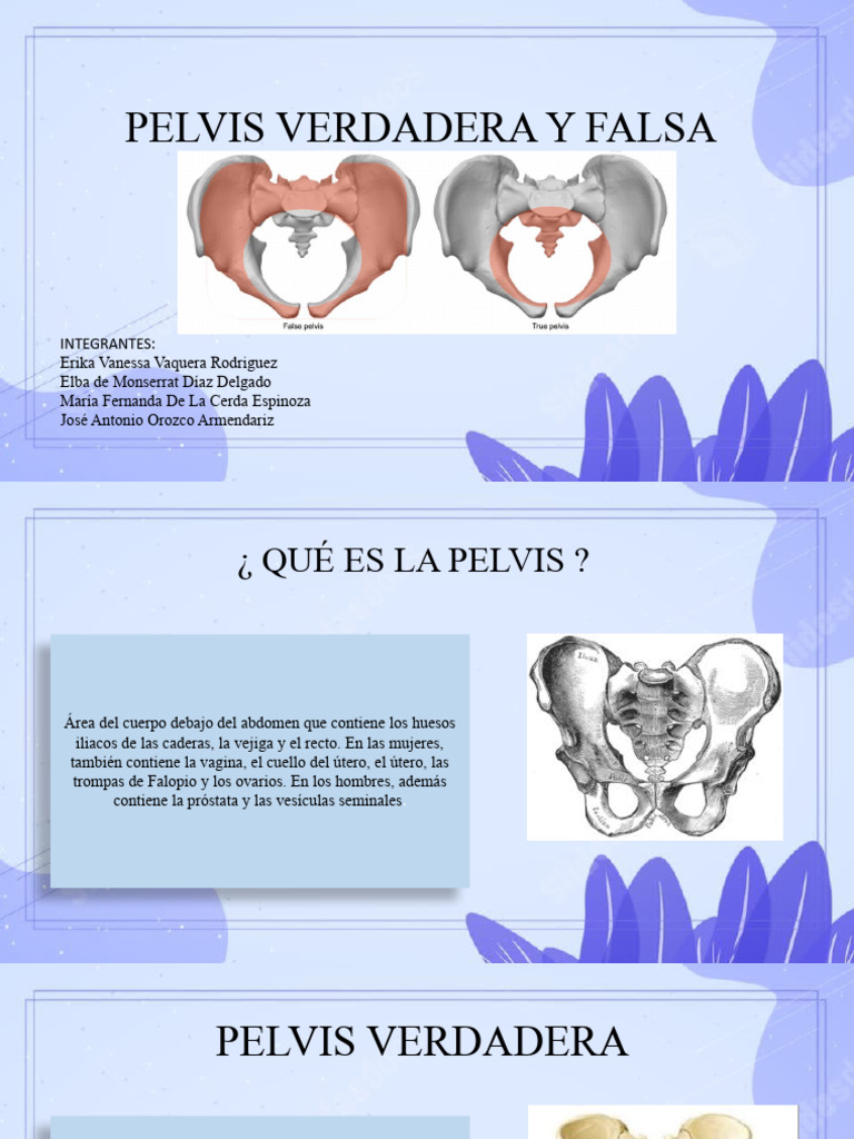 Tipos de pelvis: verdadera y falsa | PDF