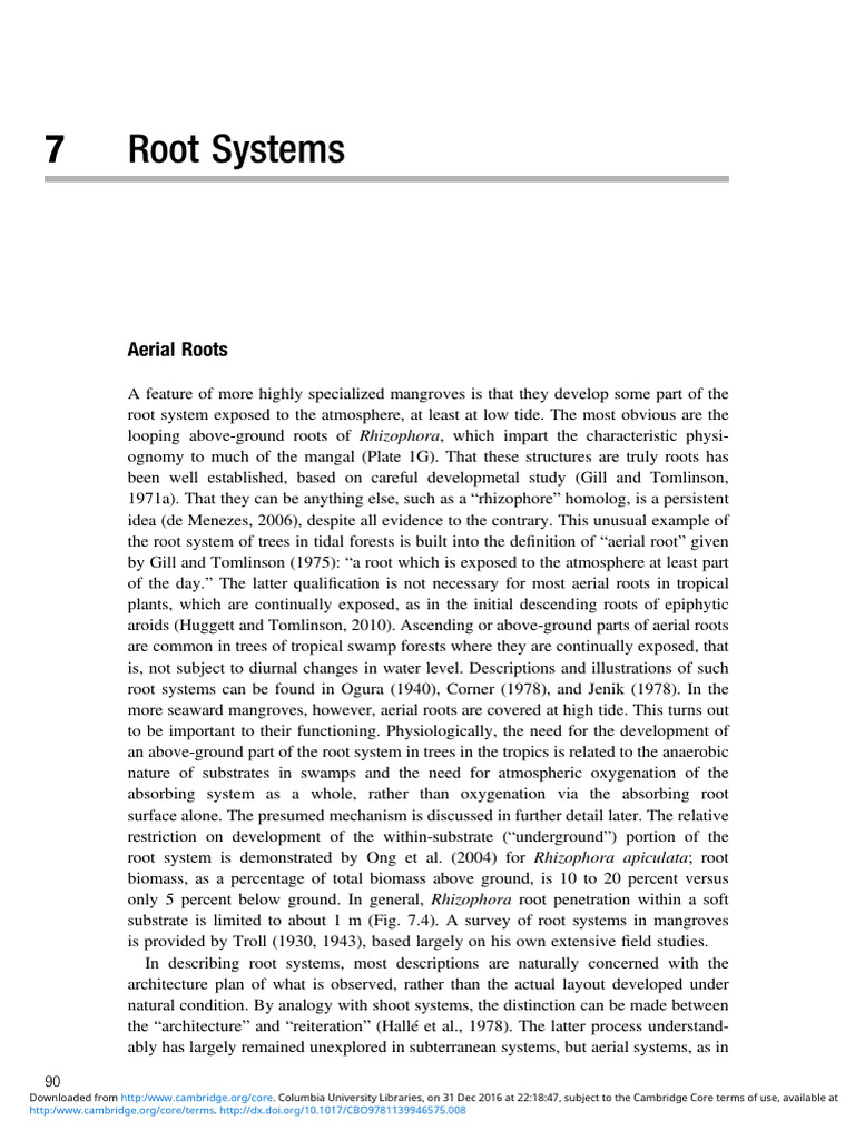 Root Systems of Mangrove | PDF | Root | Mangrove