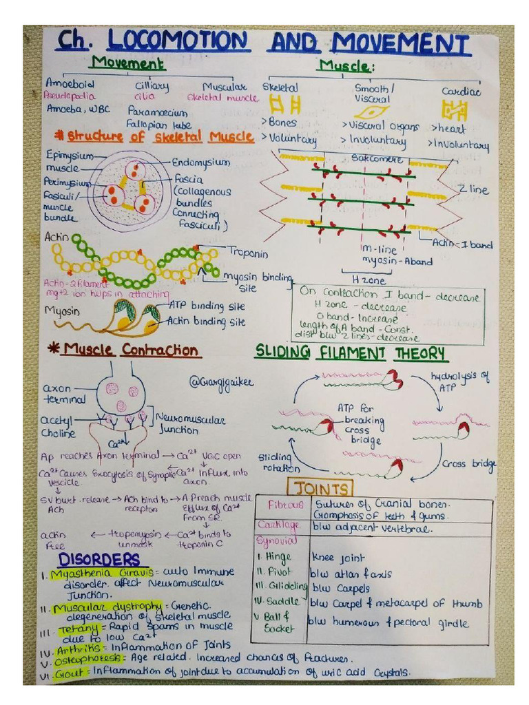 Locomotion and Movement Class 11th Chapter 20 | PDF