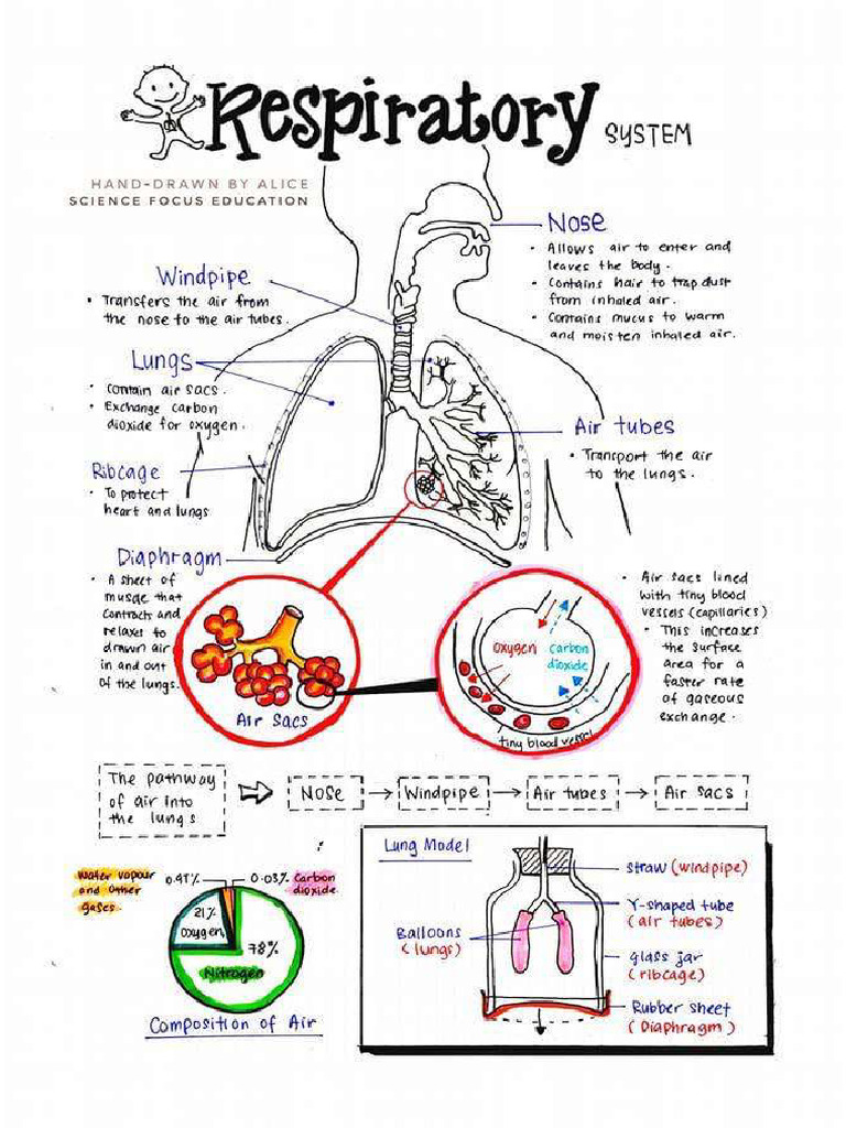The Respiratory System. Notes and Homework | PDF