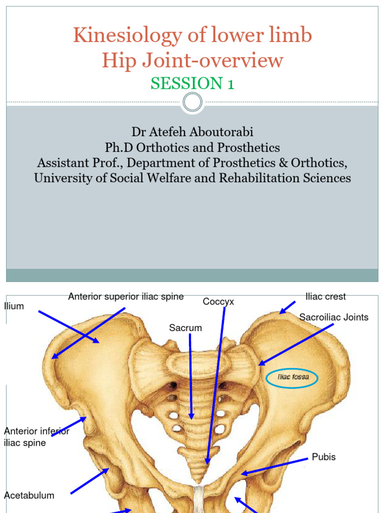 Kinesiology of the Hip and Pelvis | PDF | Hip | Pelvis